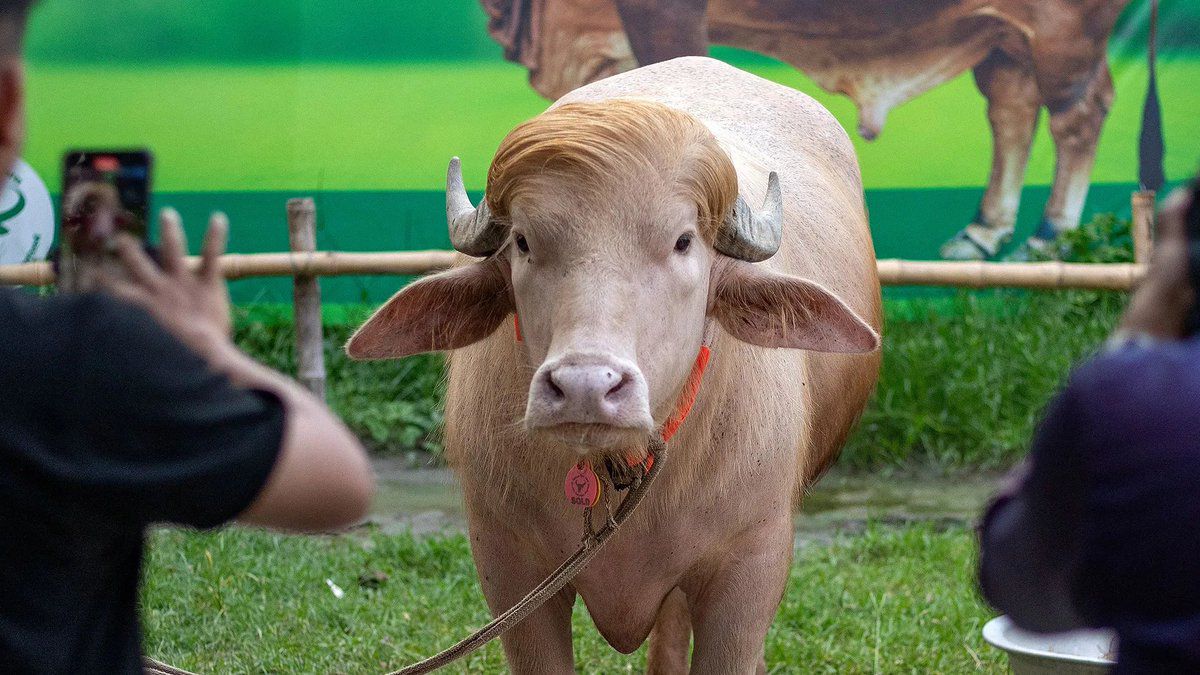 Viral ‘Donald Trump’ buffalo spared from Eid sacrifice